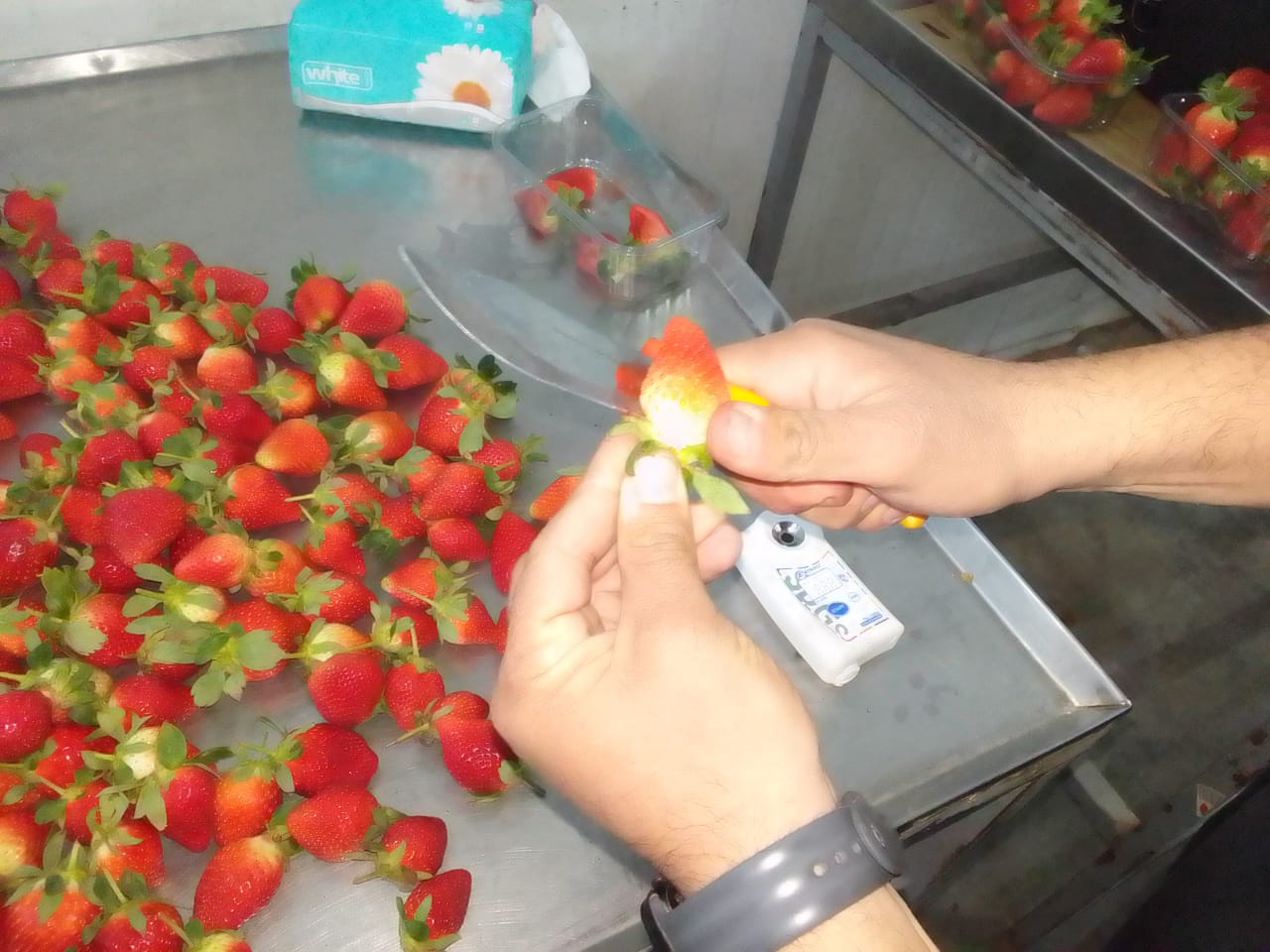 Egypt Fruit Quality Control Inspections - Goodada Blog